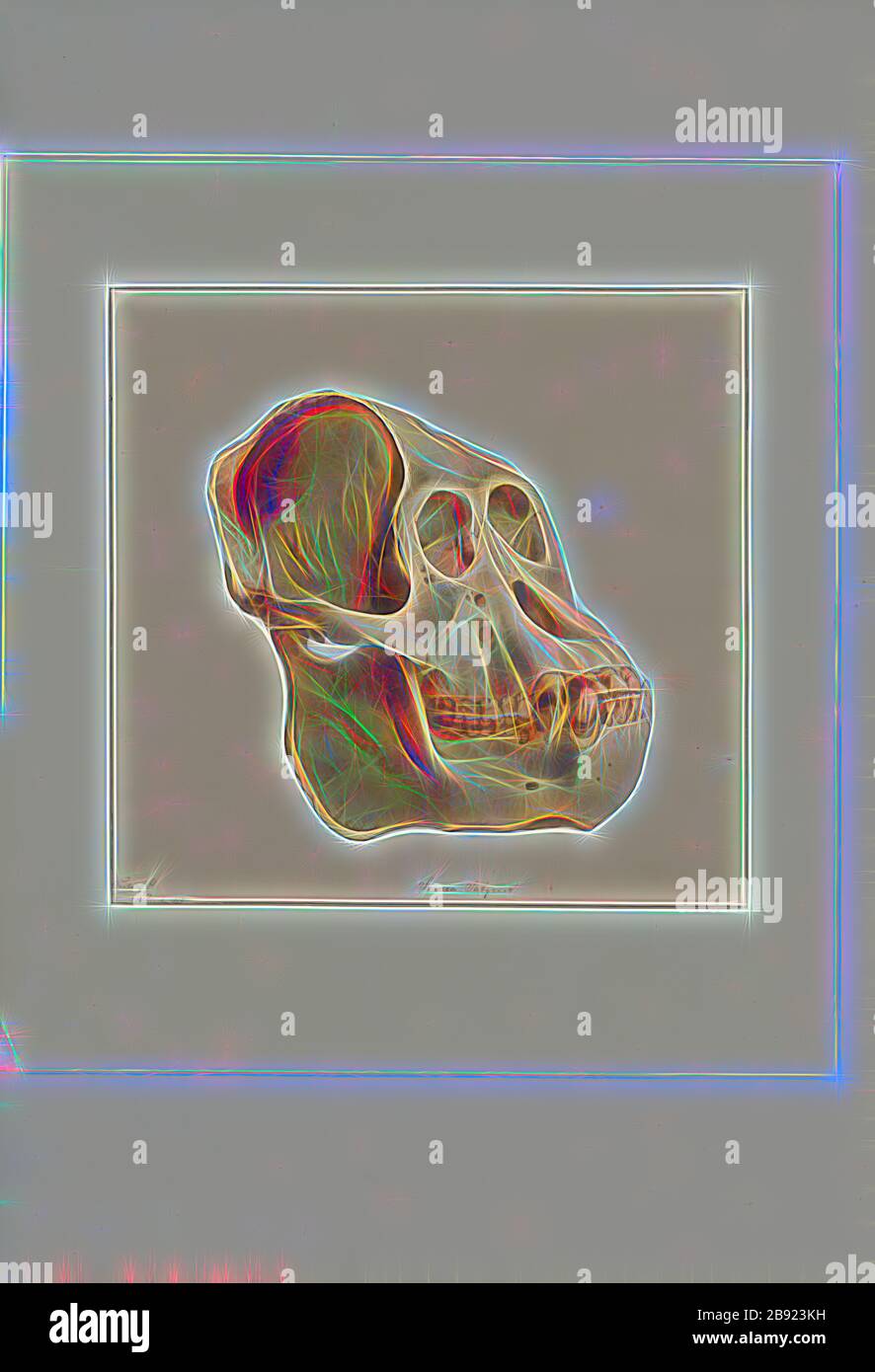 Old World Monkeys O High Resolution Stock Photography and Images - Alamy