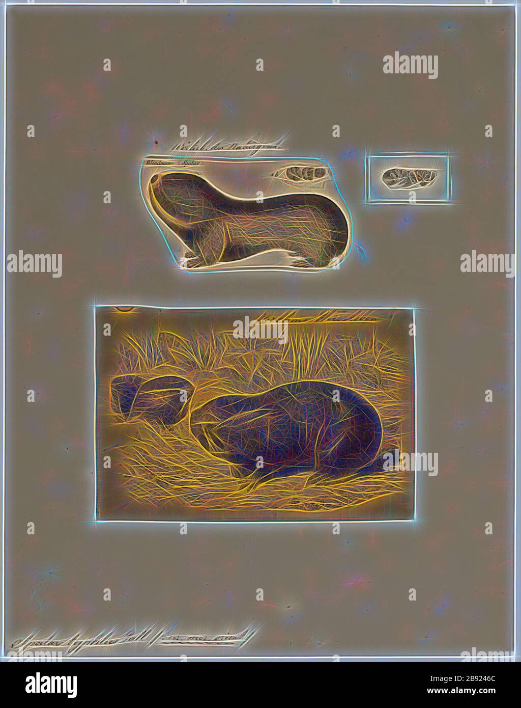 Fossorial hi-res stock photography and images - Alamy