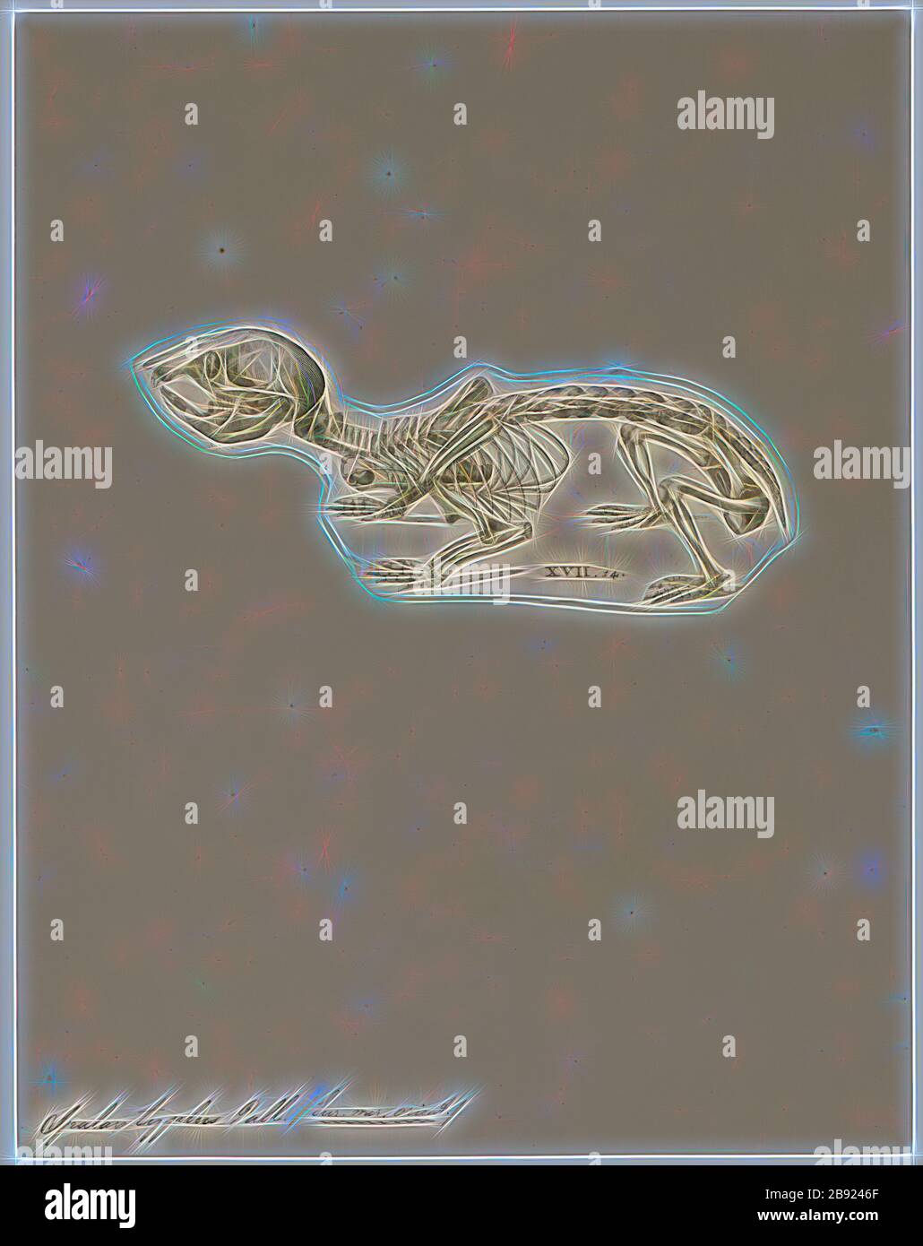 Spalax typhlus, Print, The genus Spalax contains the blind, fossorial ...