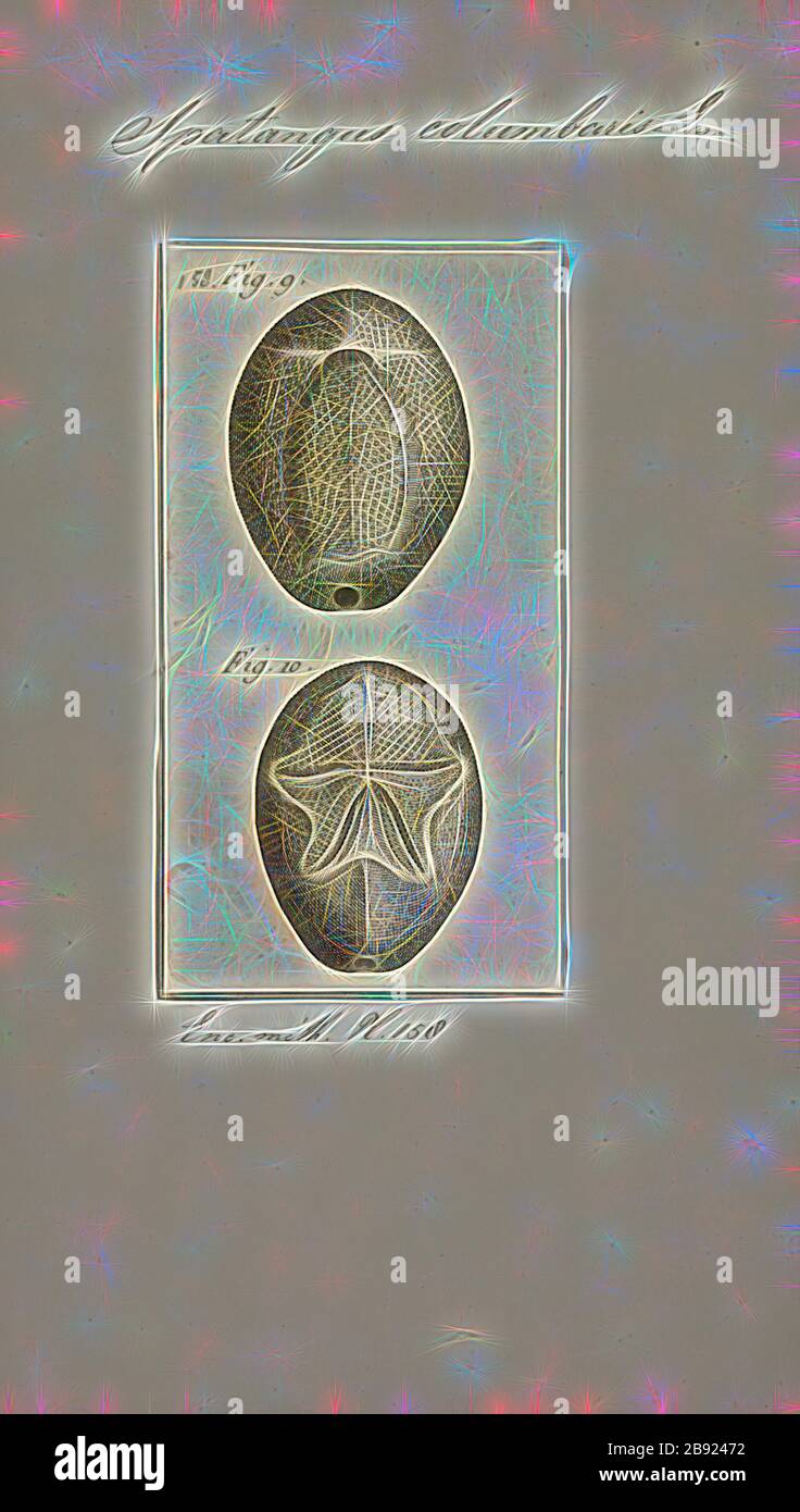 Spatangus columbaris hi-res stock photography and images - Alamy