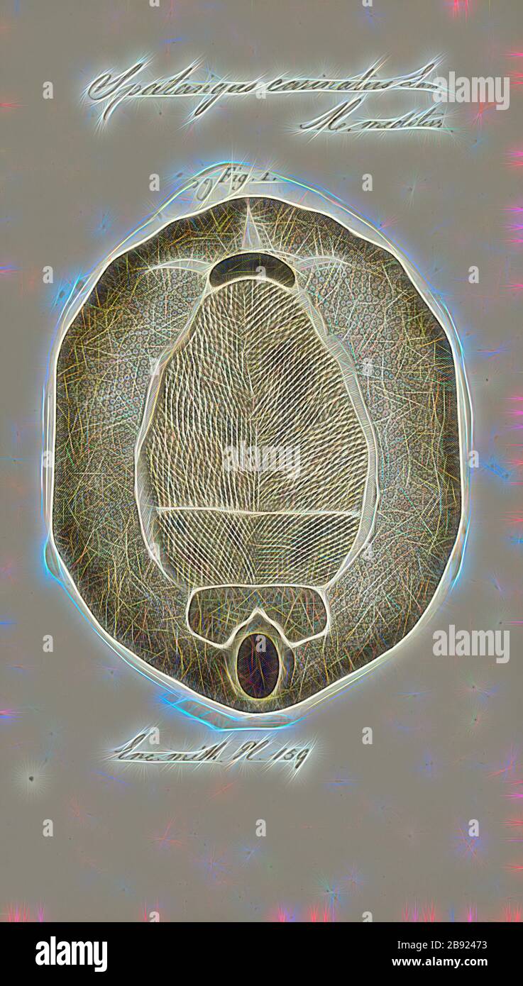 Spatangus carinatus, Print, Spatangus is a genus of heart urchins in ...