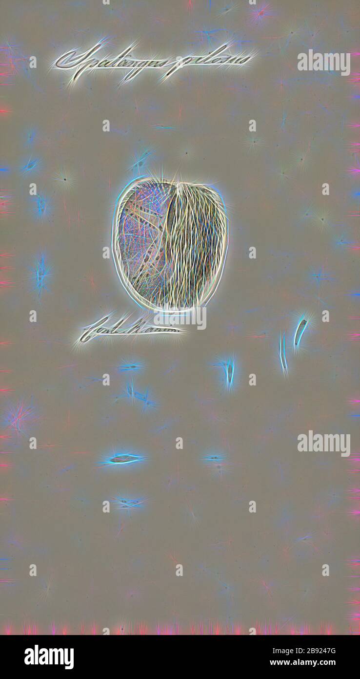 Spatangus pilosus, Print, Spatangus is a genus of heart urchins in the ...