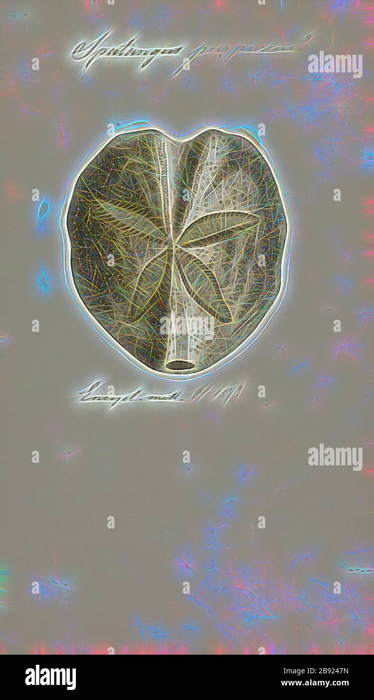 Spatangus purpureus, Print, Spatangus is a genus of heart urchins in ...