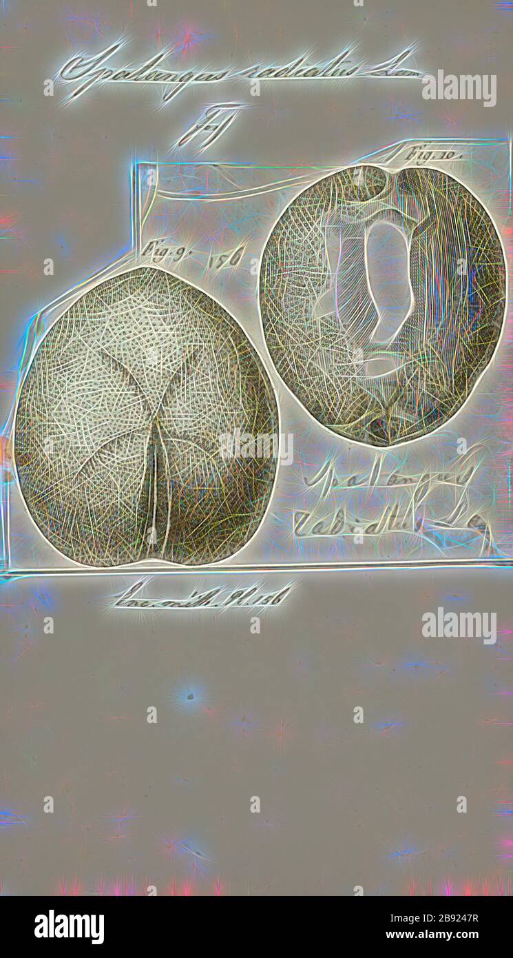 Spatangus radiatus hi-res stock photography and images - Alamy