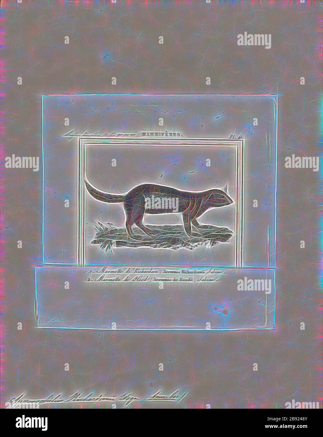 Flickertail hi-res stock photography and images - Alamy