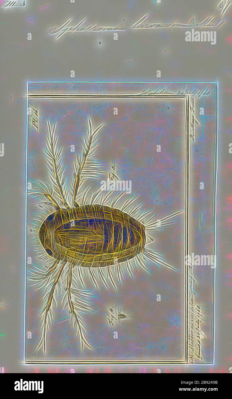 Sphaeroma larva, Print, Sphaeroma is a genus of aquatic isopod ...
