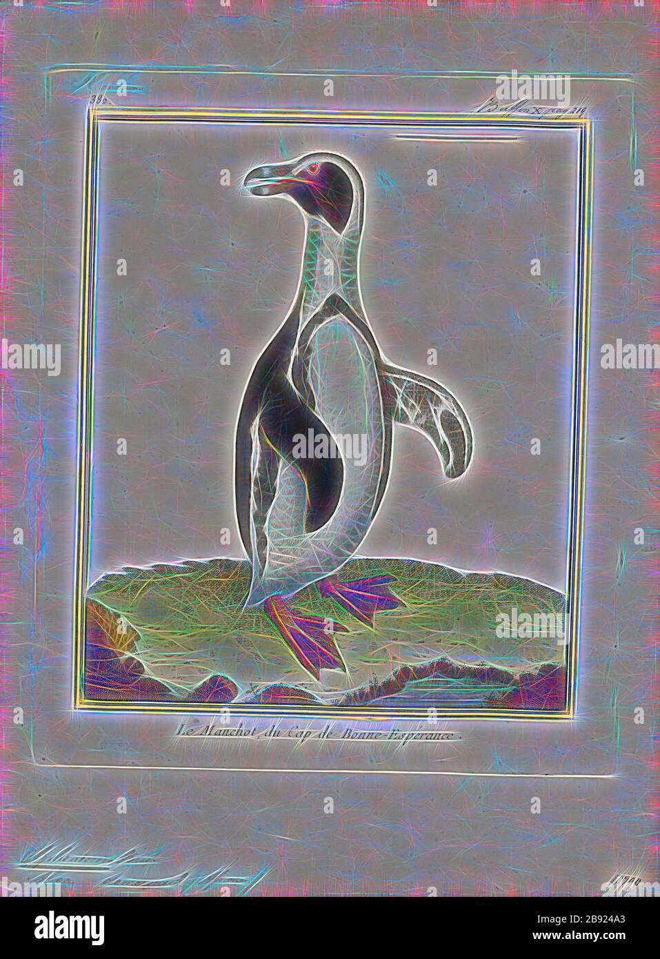 Spheniscus demersus, Print, The African penguin (Spheniscus demersus ...