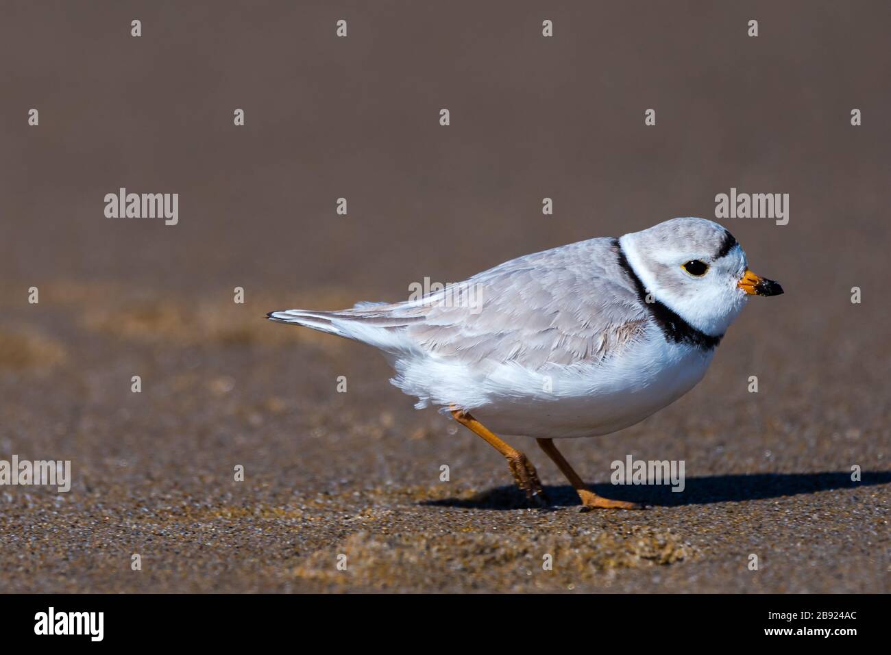 Single Piping plover walking across the dark sand Stock Photo - Alamy