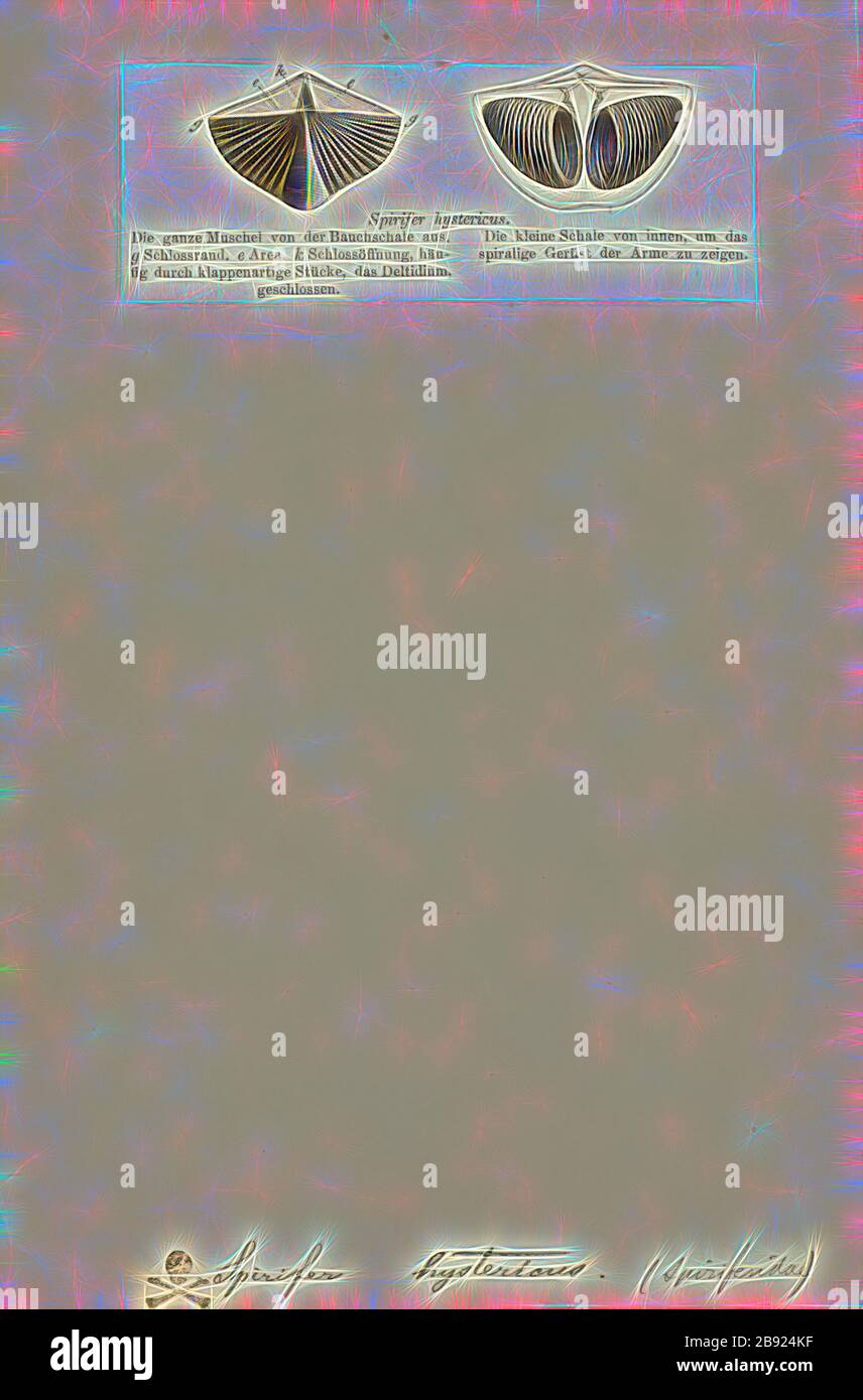 Spirifer hi-res stock photography and images - Alamy