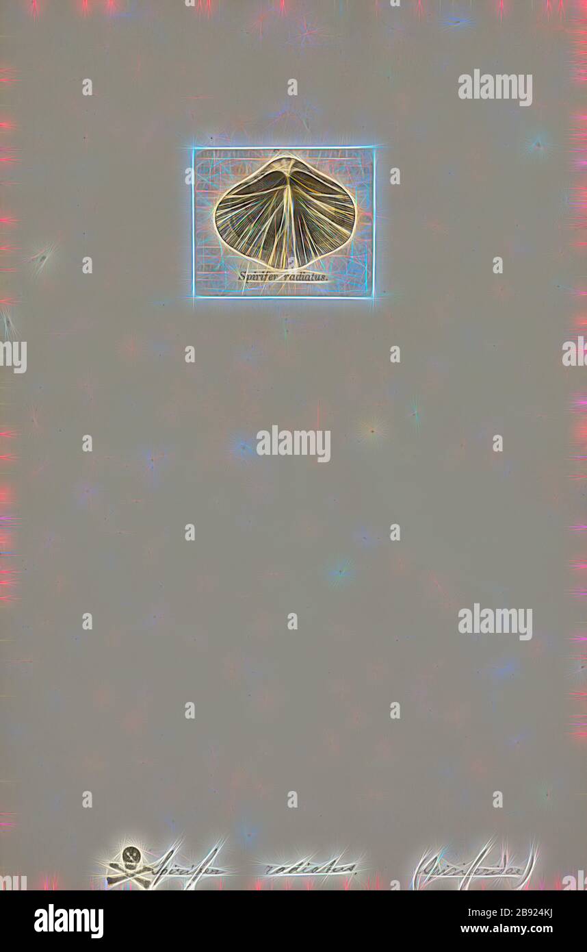 Spirifer hi-res stock photography and images - Alamy