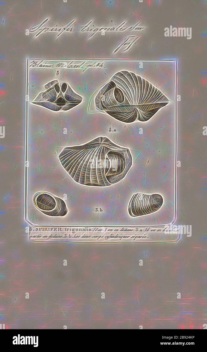 Spirifer hi-res stock photography and images - Alamy