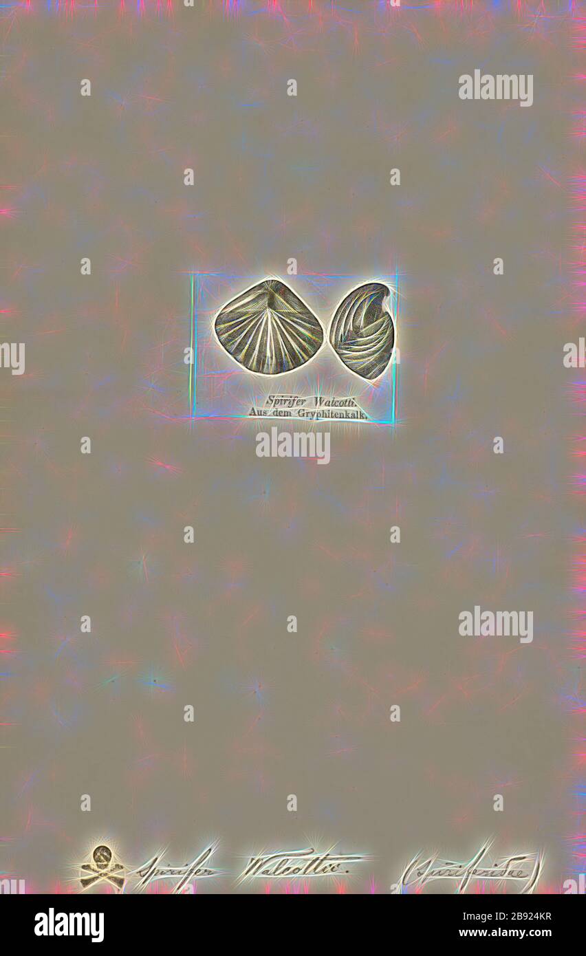 Spirifer walcotti, Print, Spirifer is a genus of marine brachiopods ...