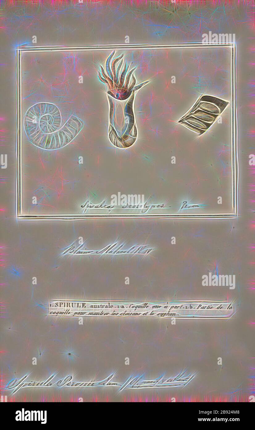 Ram’s horn squid hi-res stock photography and images - Alamy