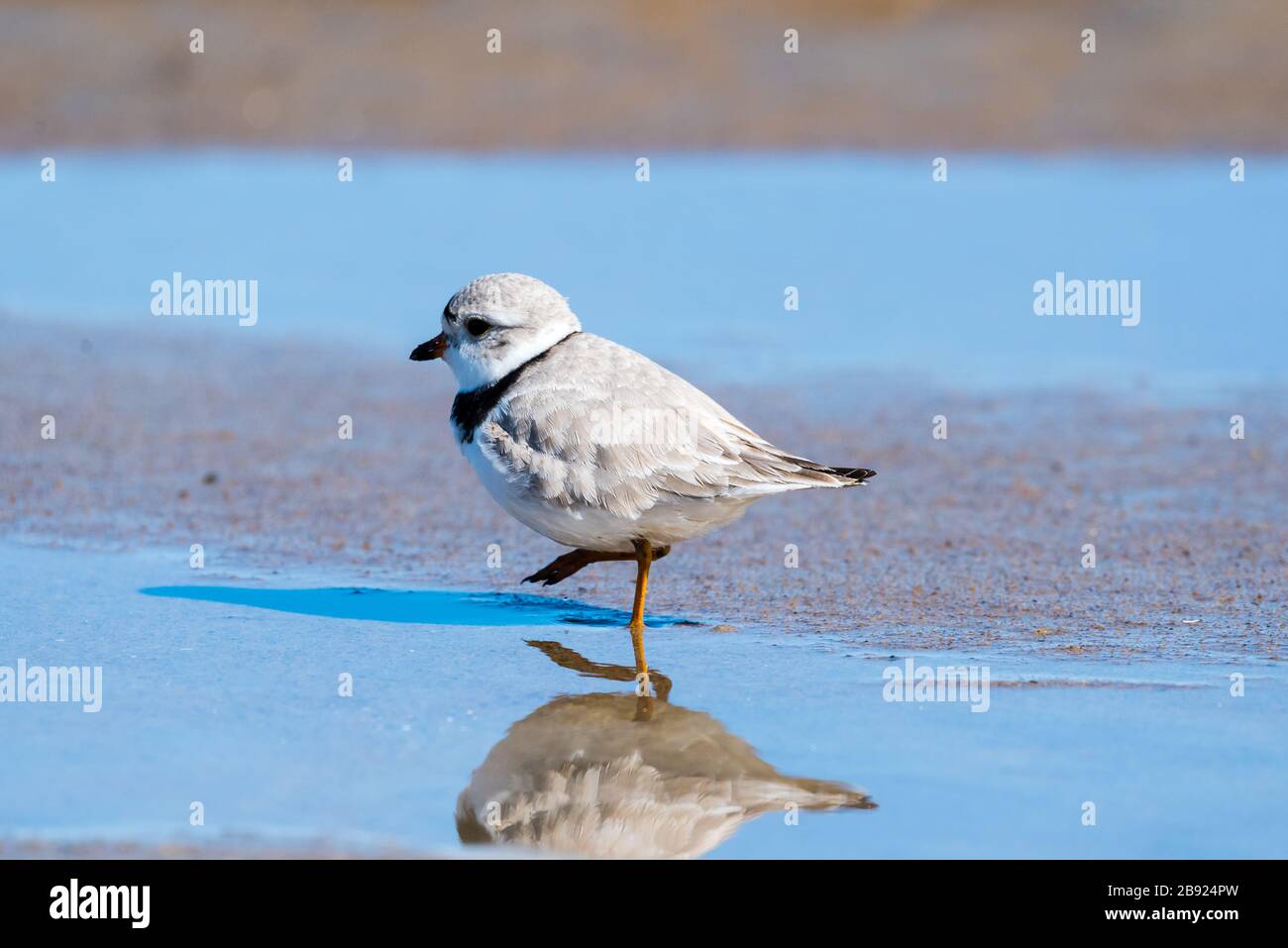 Single Piping plover walking out of a puddle in the sand on the beach ...