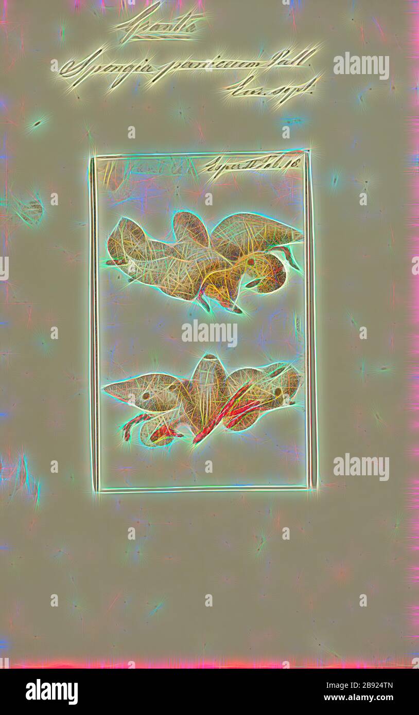 Spongia paniceum hi-res stock photography and images - Alamy