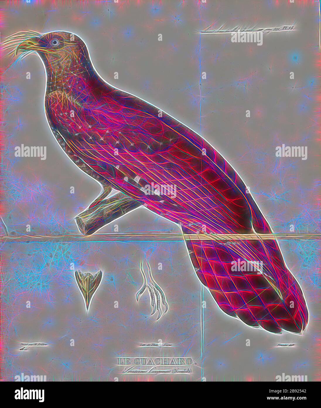 Oilbirds hi-res stock photography and images - Alamy