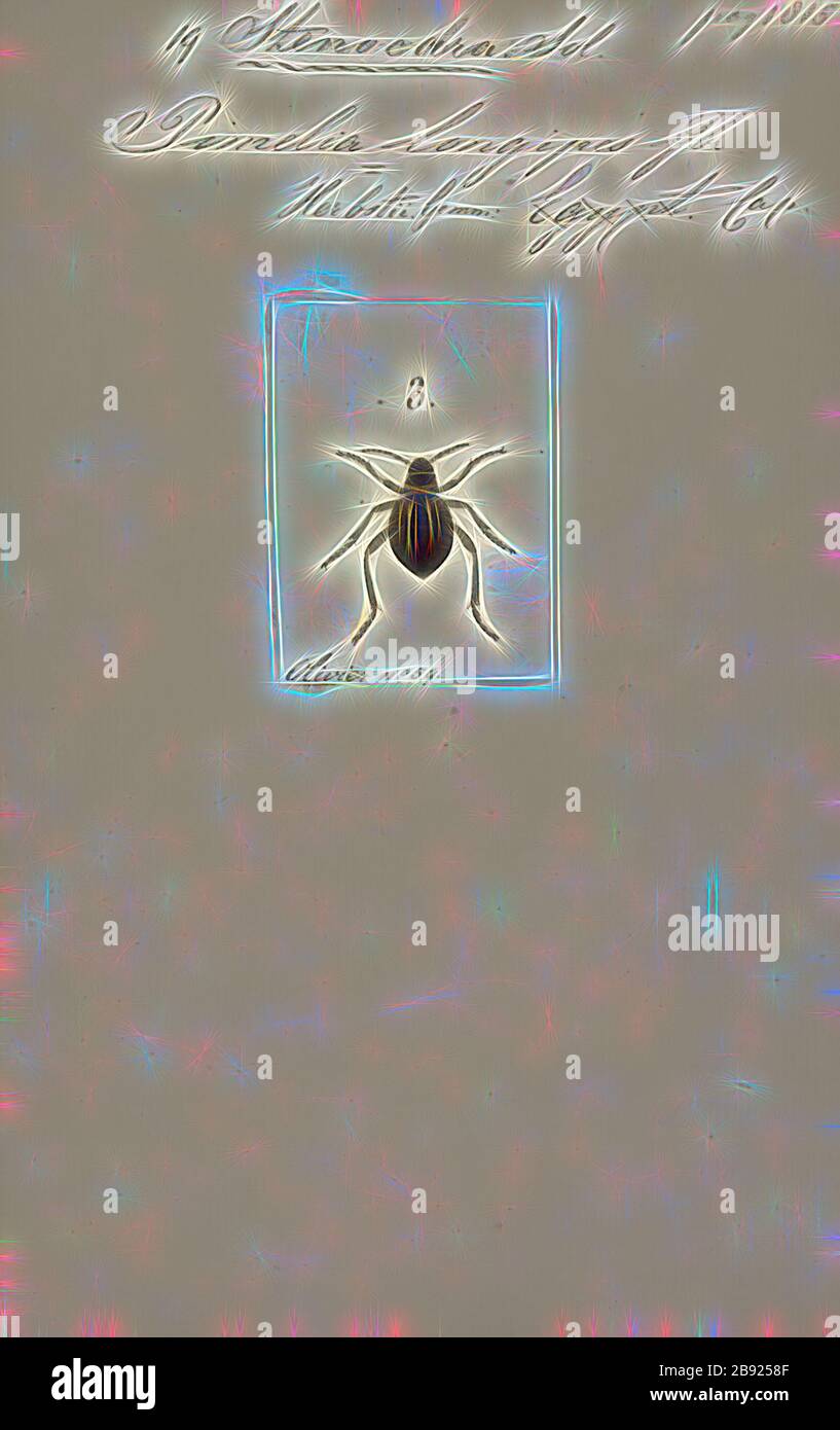 Stenocara, Print, Stenocara is a genus of darkling beetles which is ...