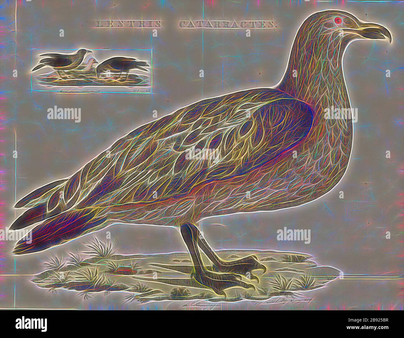 Stercorarius catarractes, Print, The skuas are a group of predatory ...