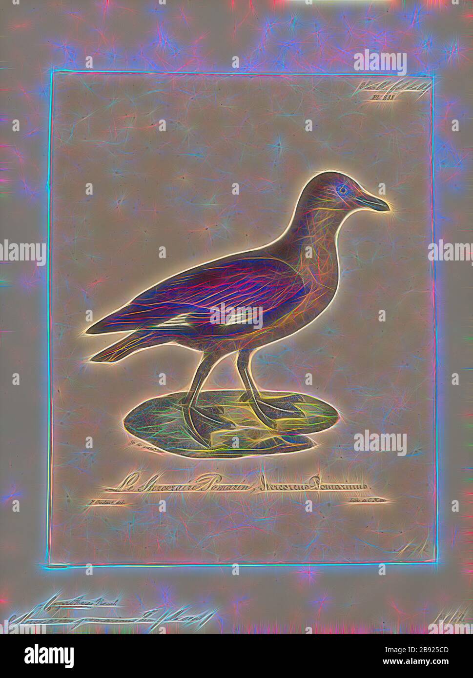 Stercorariidae family hi-res stock photography and images - Alamy