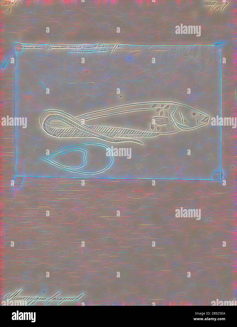 Knifefishes hi-res stock photography and images - Alamy