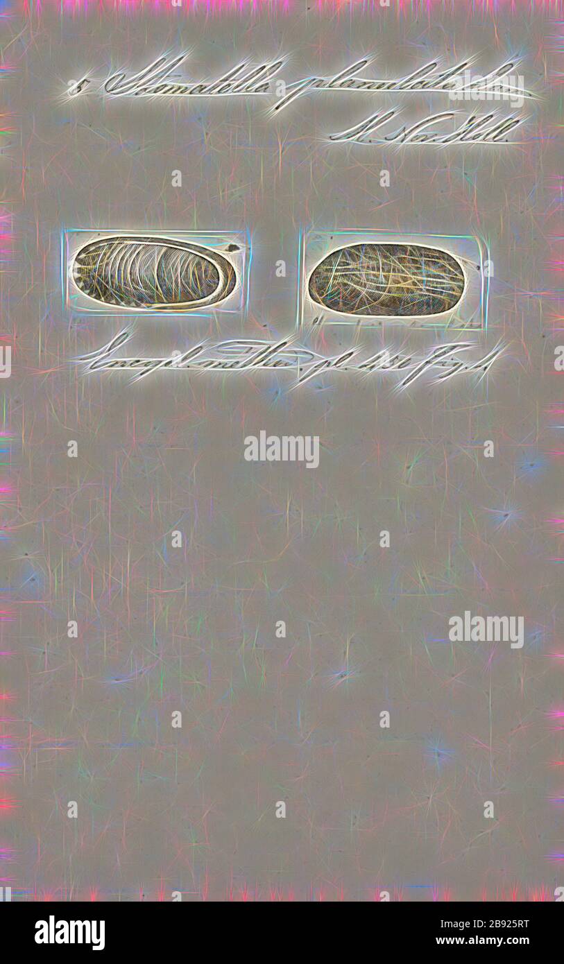 Stomatella planulata, Print, Stomatella planulata, common name the flattened stomatella, is a ...