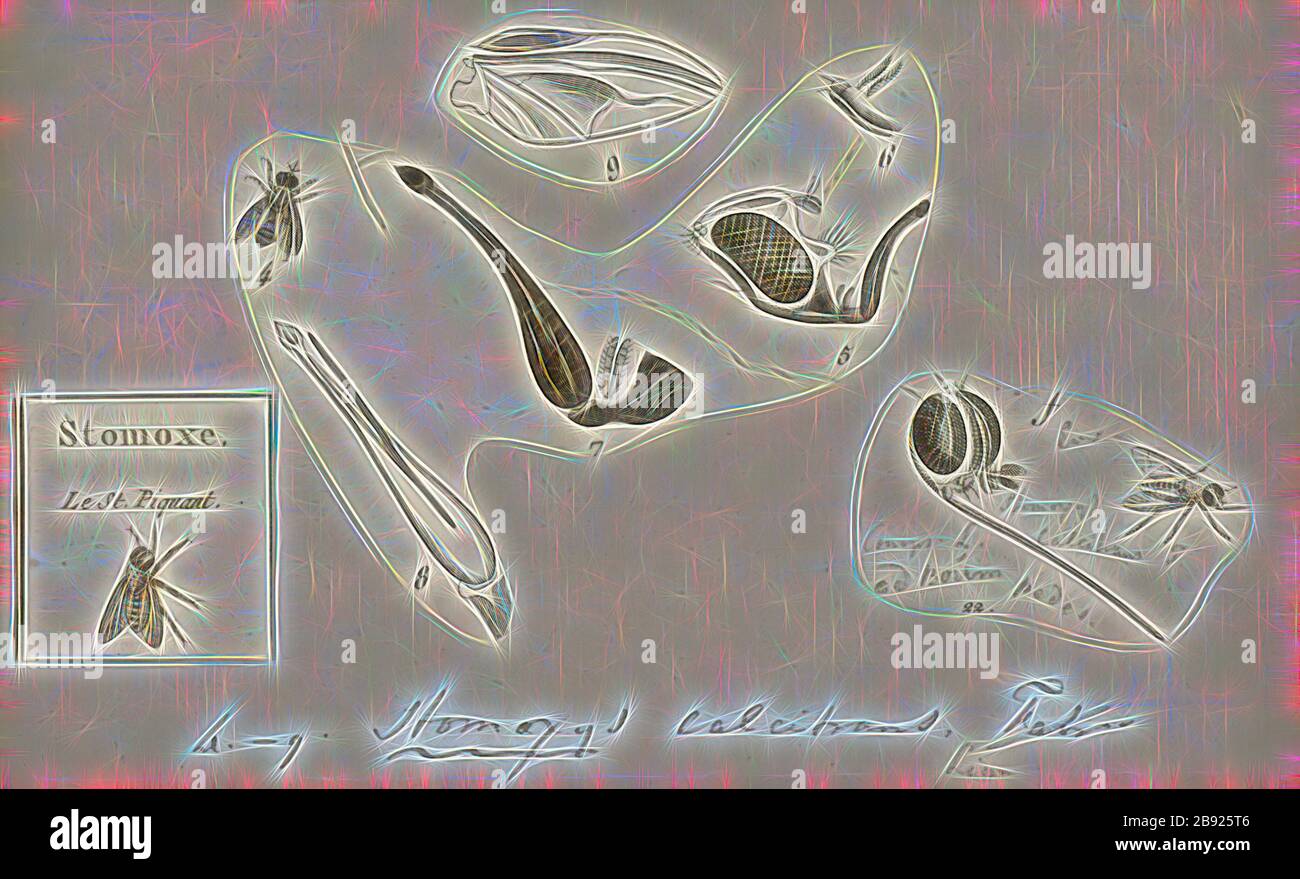 Stable fly stomoxys calcitrans hi-res stock photography and images - Alamy