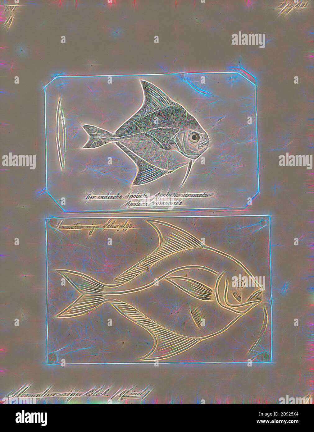 Stromateus niger, Print, Stromateus is a genus of bony fish from the ...