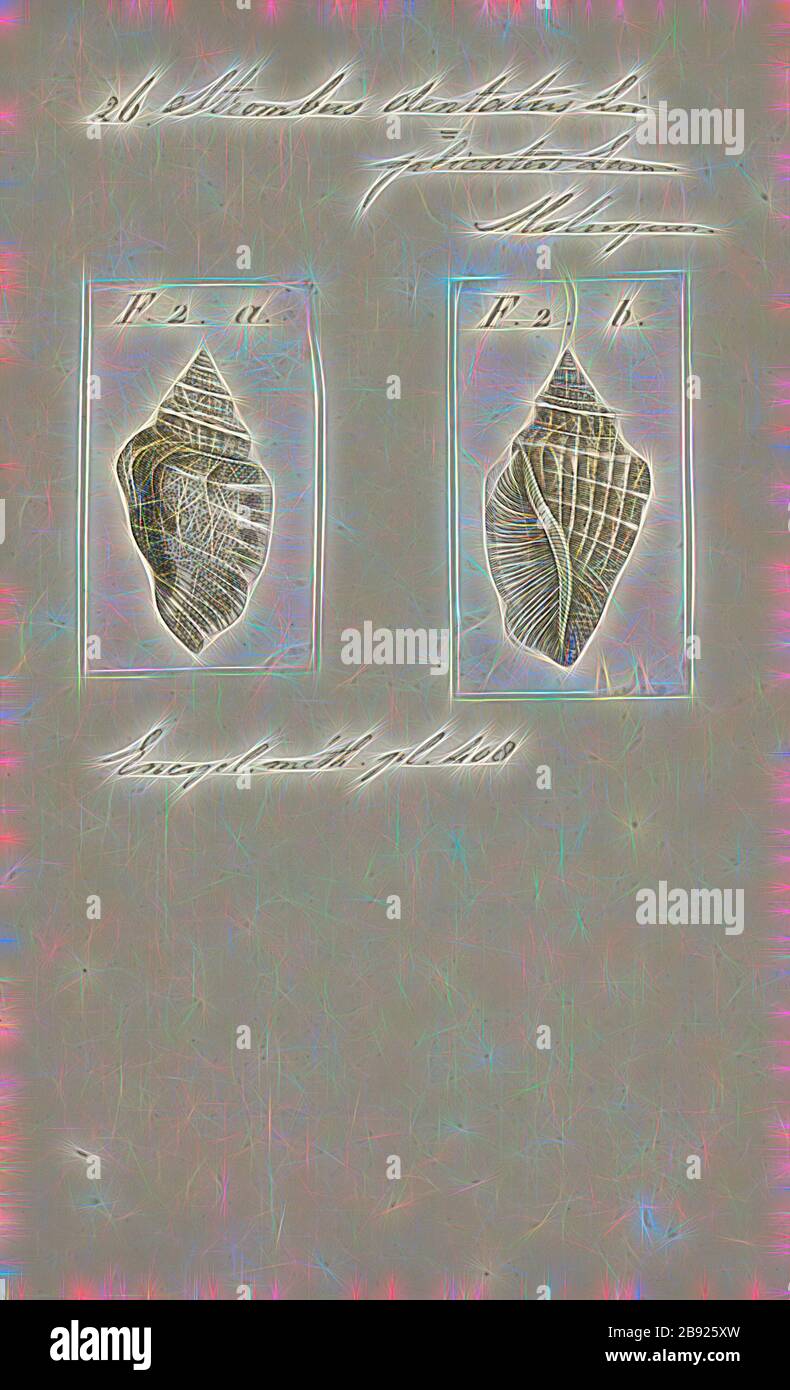 Strombus dentatus, Print, Tridentarius dentatus, common name : the ...