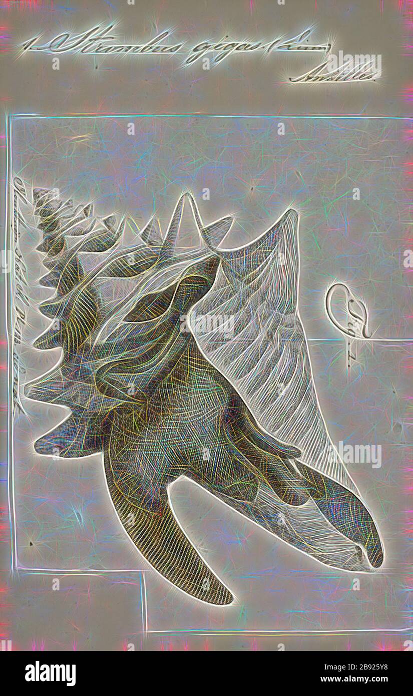 Strombus gigas, Print, Lobatus gigas, originally known as Strombus ...