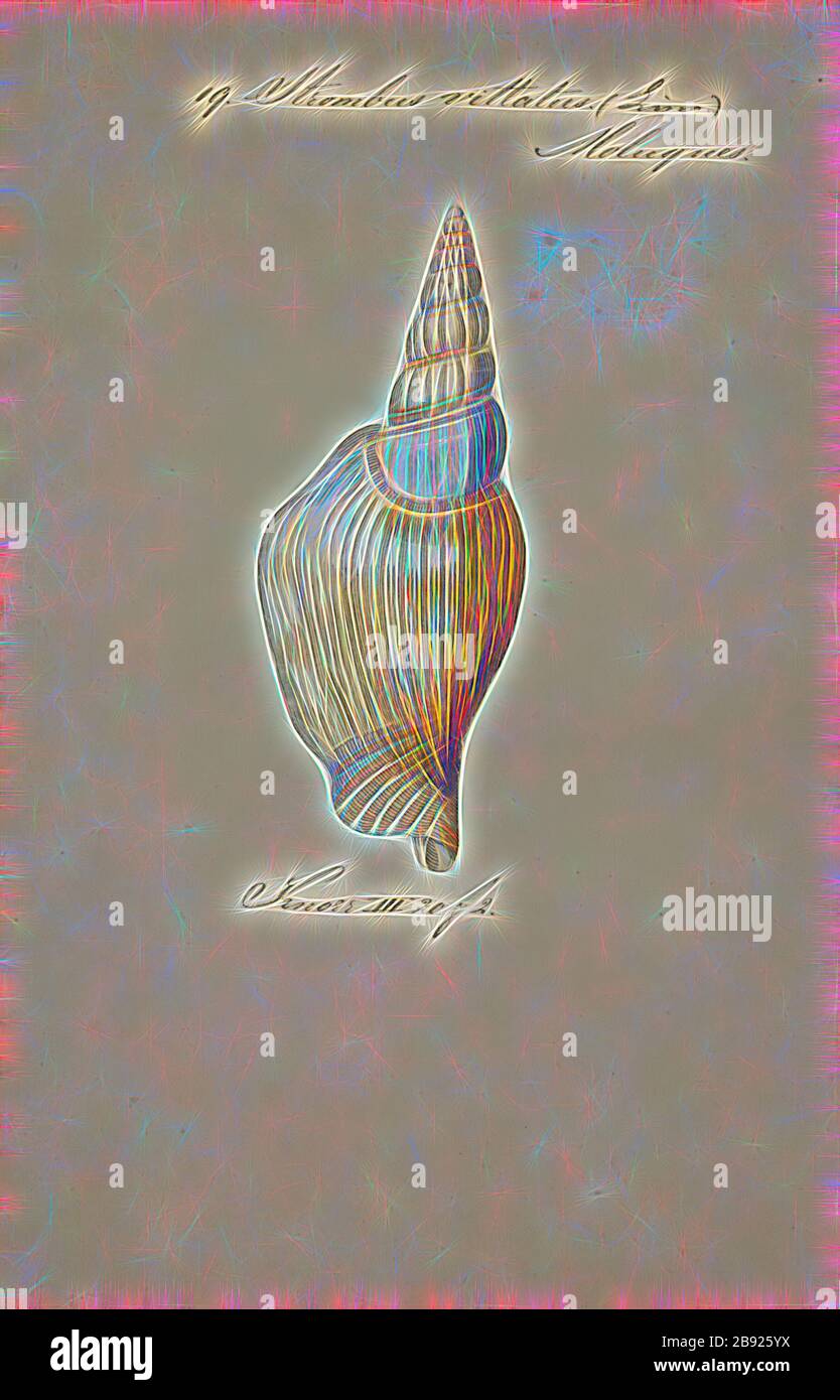 Strombus vittatus hi-res stock photography and images - Alamy