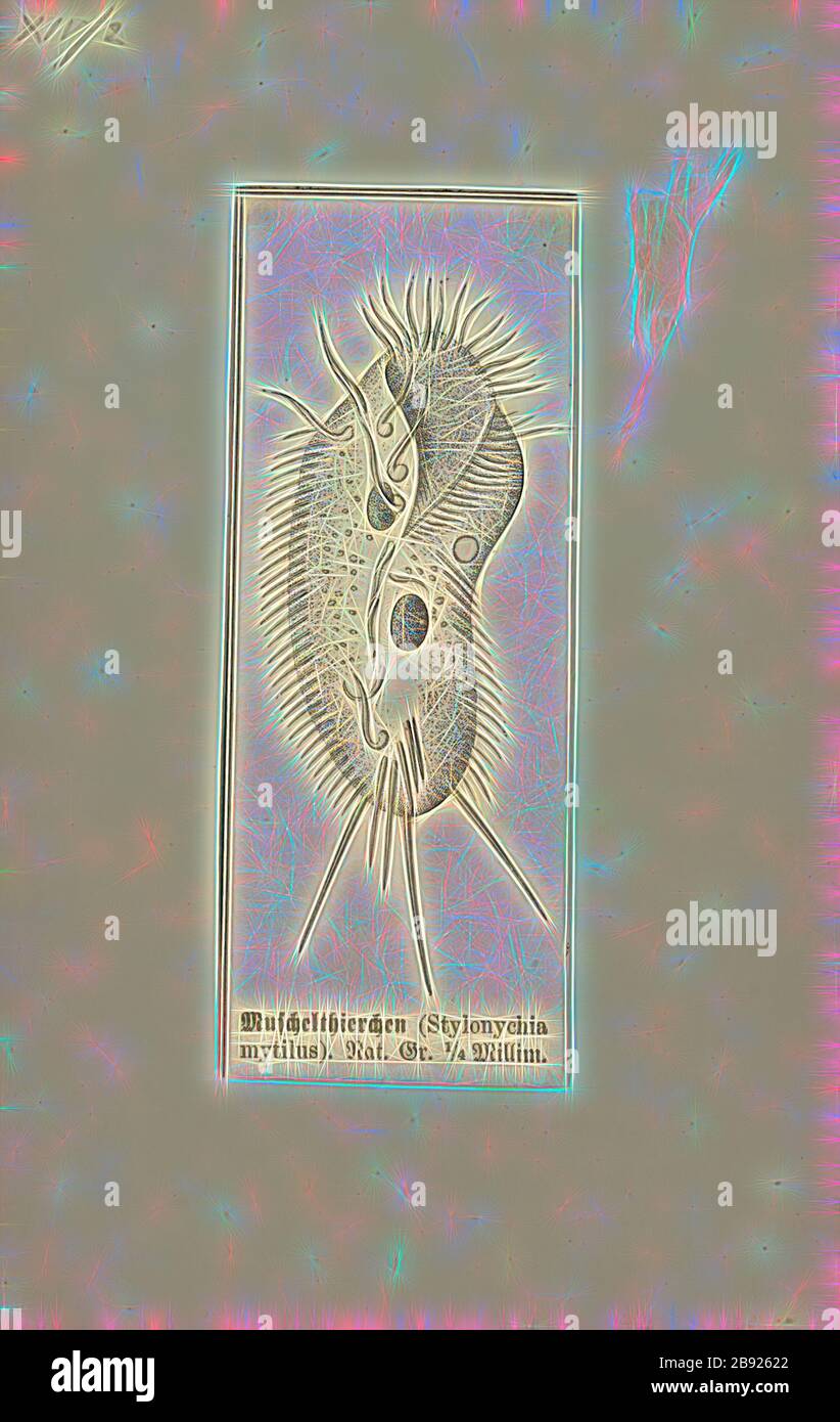 Stylonychia mytilus hi-res stock photography and images - Alamy