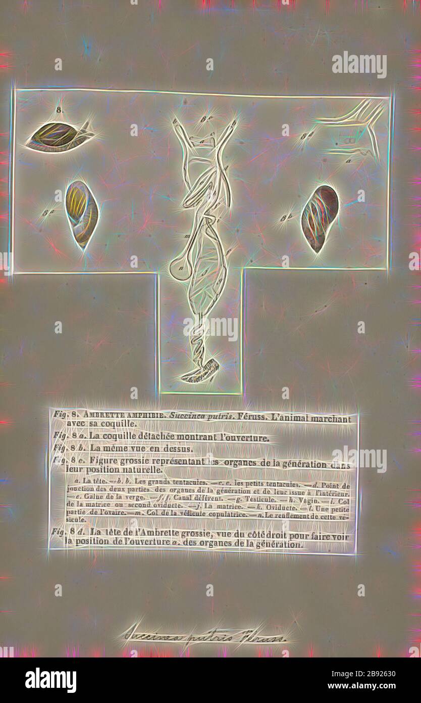 Succinea, Print, Succinea, common name the amber snails, is a genus of ...