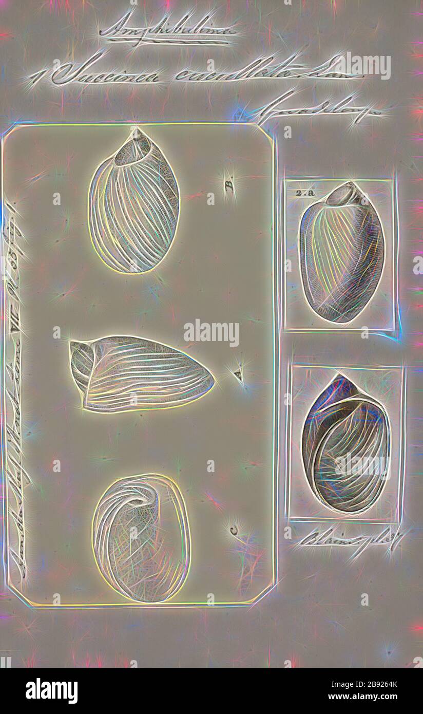 Succinea cucullata, Print, Succinea, common name the amber snails, is a ...