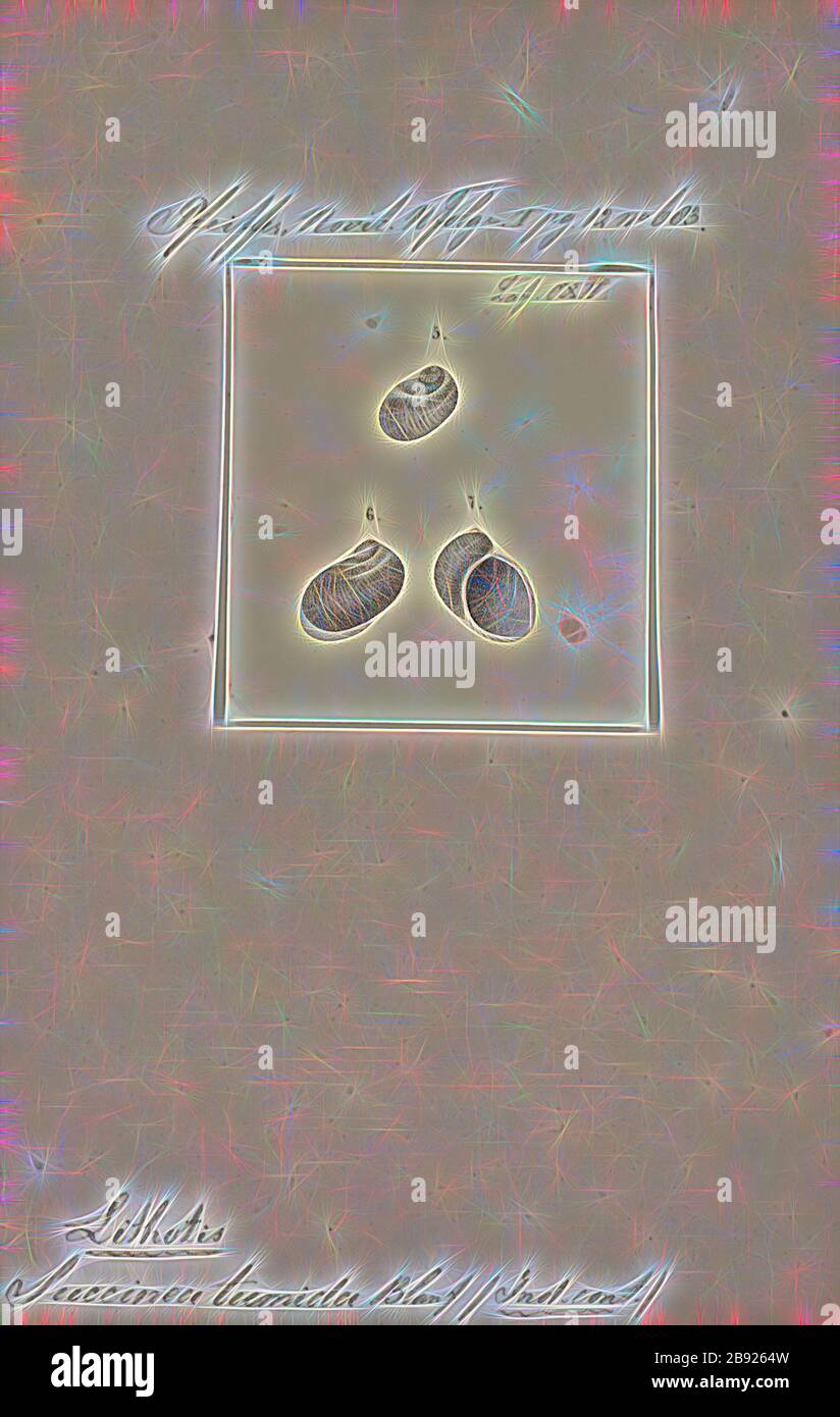 Succinea tumida, Print, Succinea, common name the amber snails, is a ...