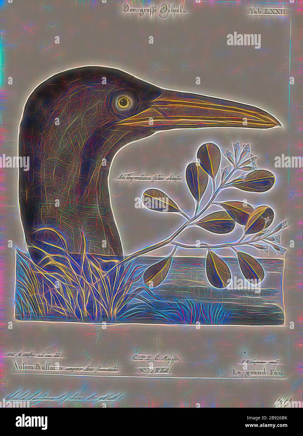 Sula bassana, Print, The northern gannet (Morus bassanus) is a seabird ...