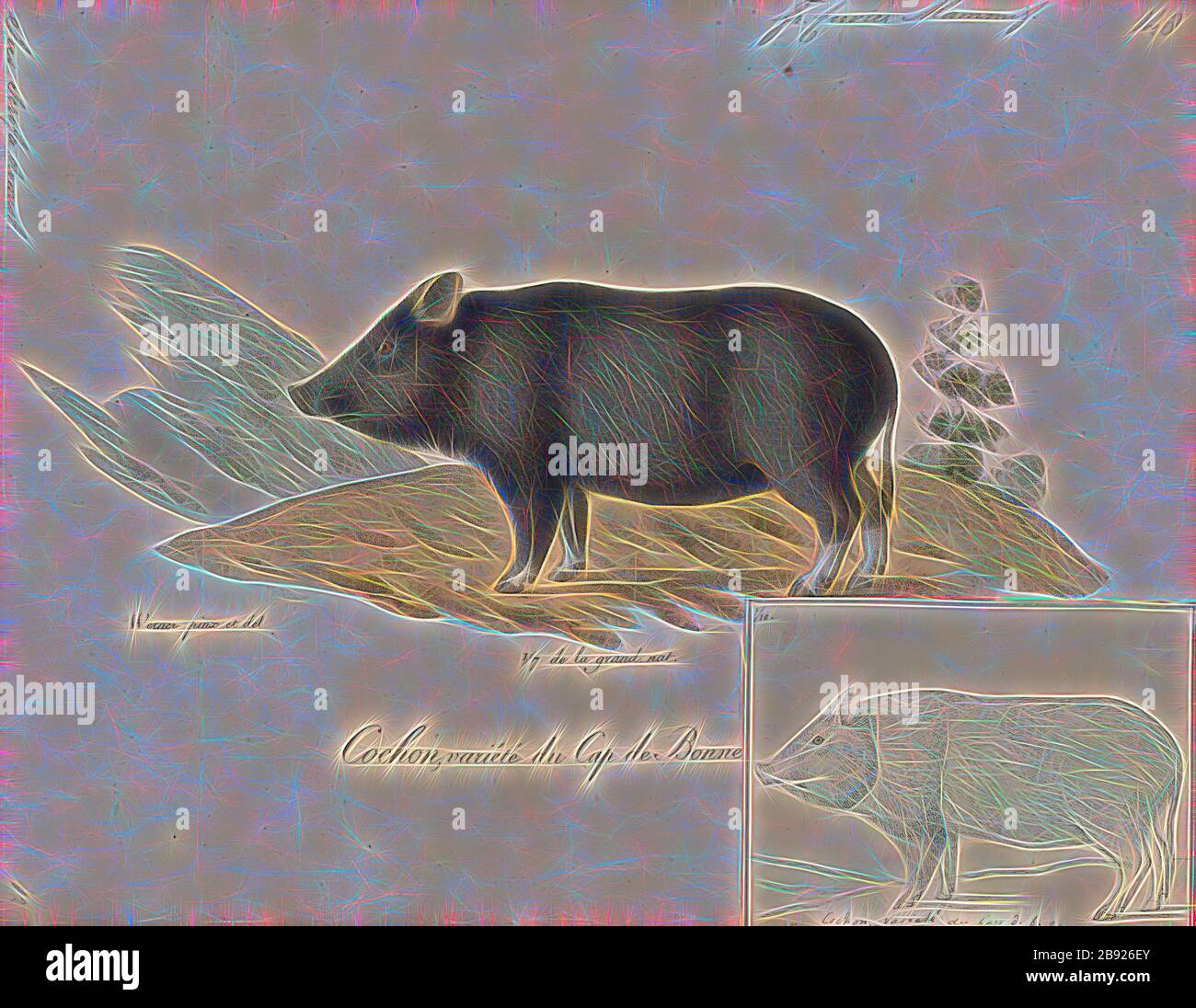 Domestic pigs head plus body length ranges hi-res stock photography and ...