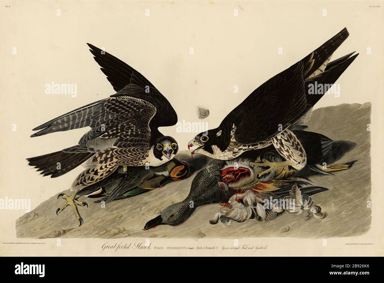 Peregrine hawk hi-res stock photography and images - Alamy