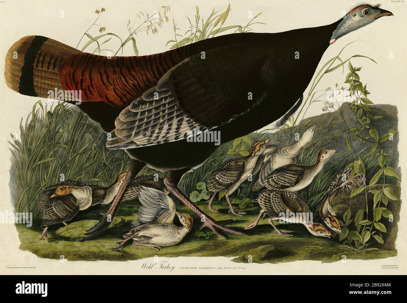 Young turkey hunter hi-res stock photography and images - Alamy