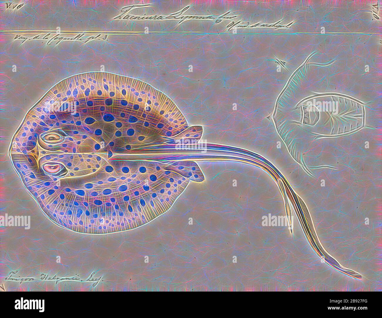 Short tail electric ray hi-res stock photography and images - Alamy