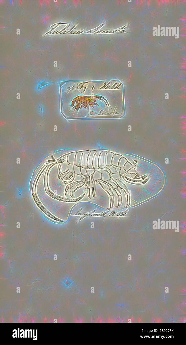 Talitrus locusta, Print, Talitrus saltator, a species of sand hopper ...