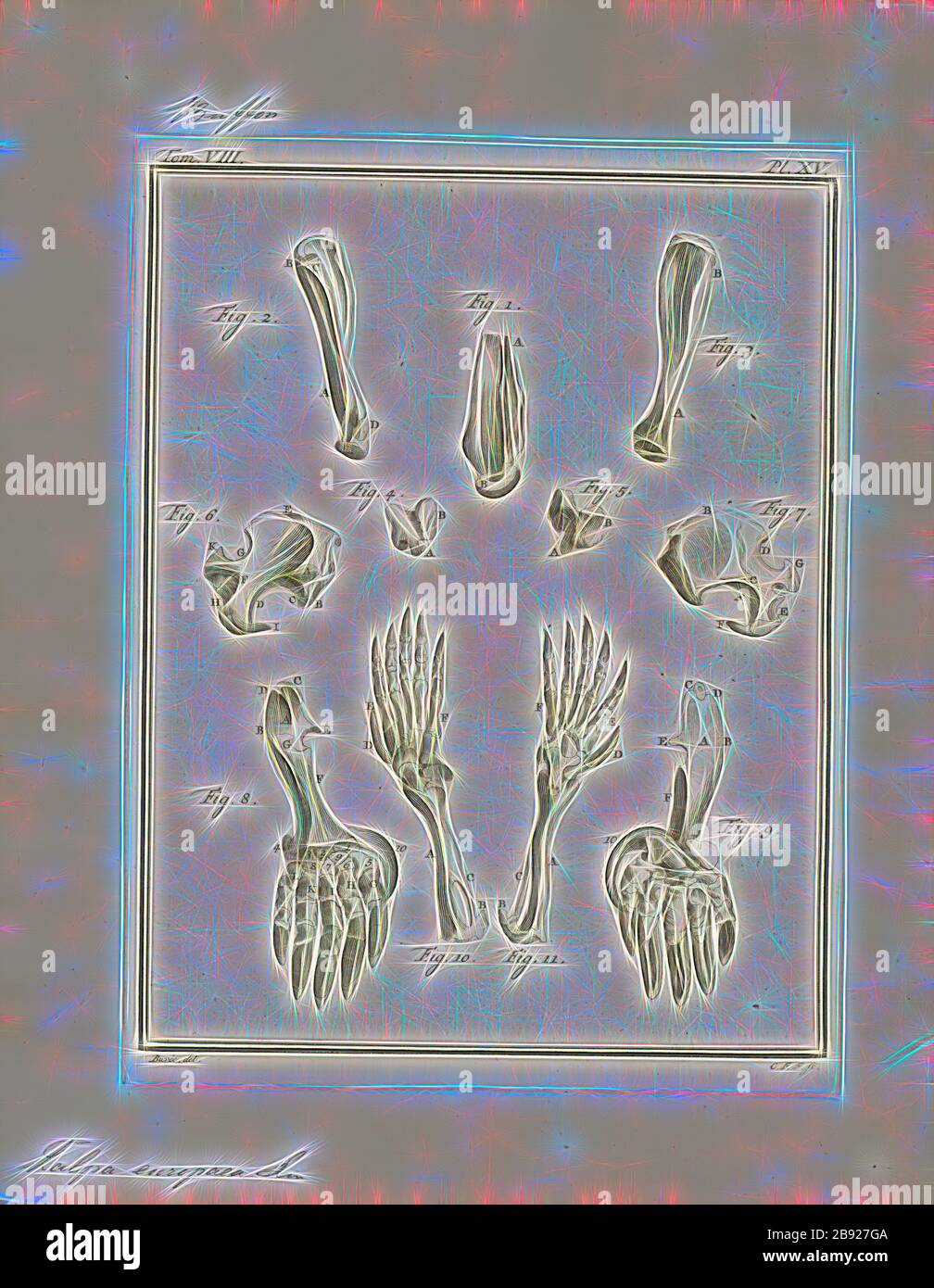 Talpa europaea, Print, The European mole (Talpa europaea) is a mammal ...