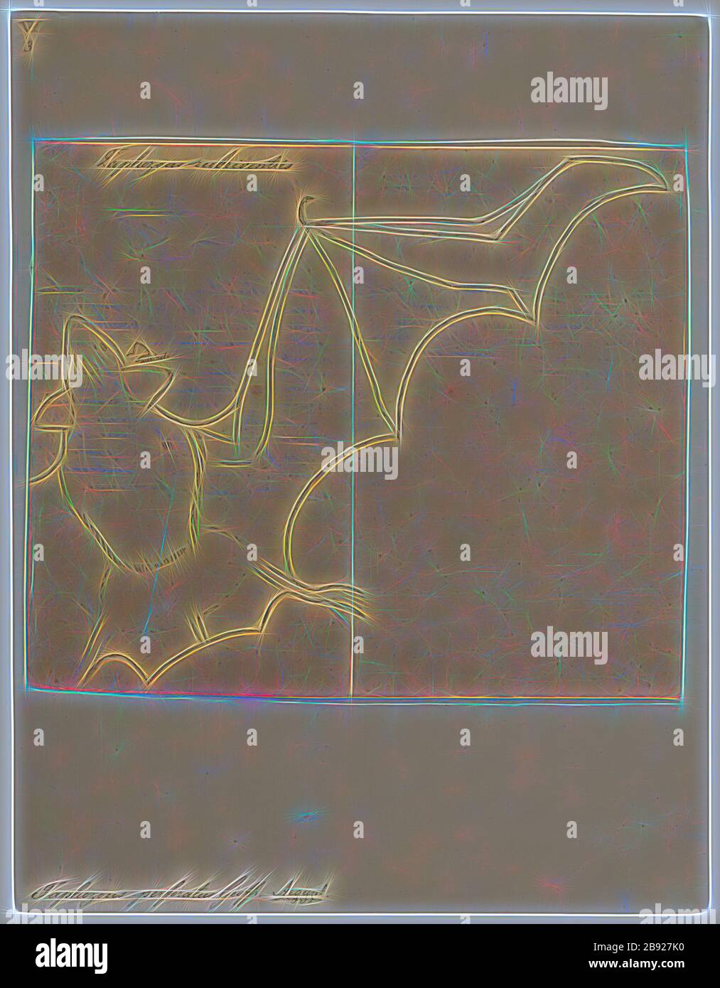 Perforatus hi-res stock photography and images - Alamy