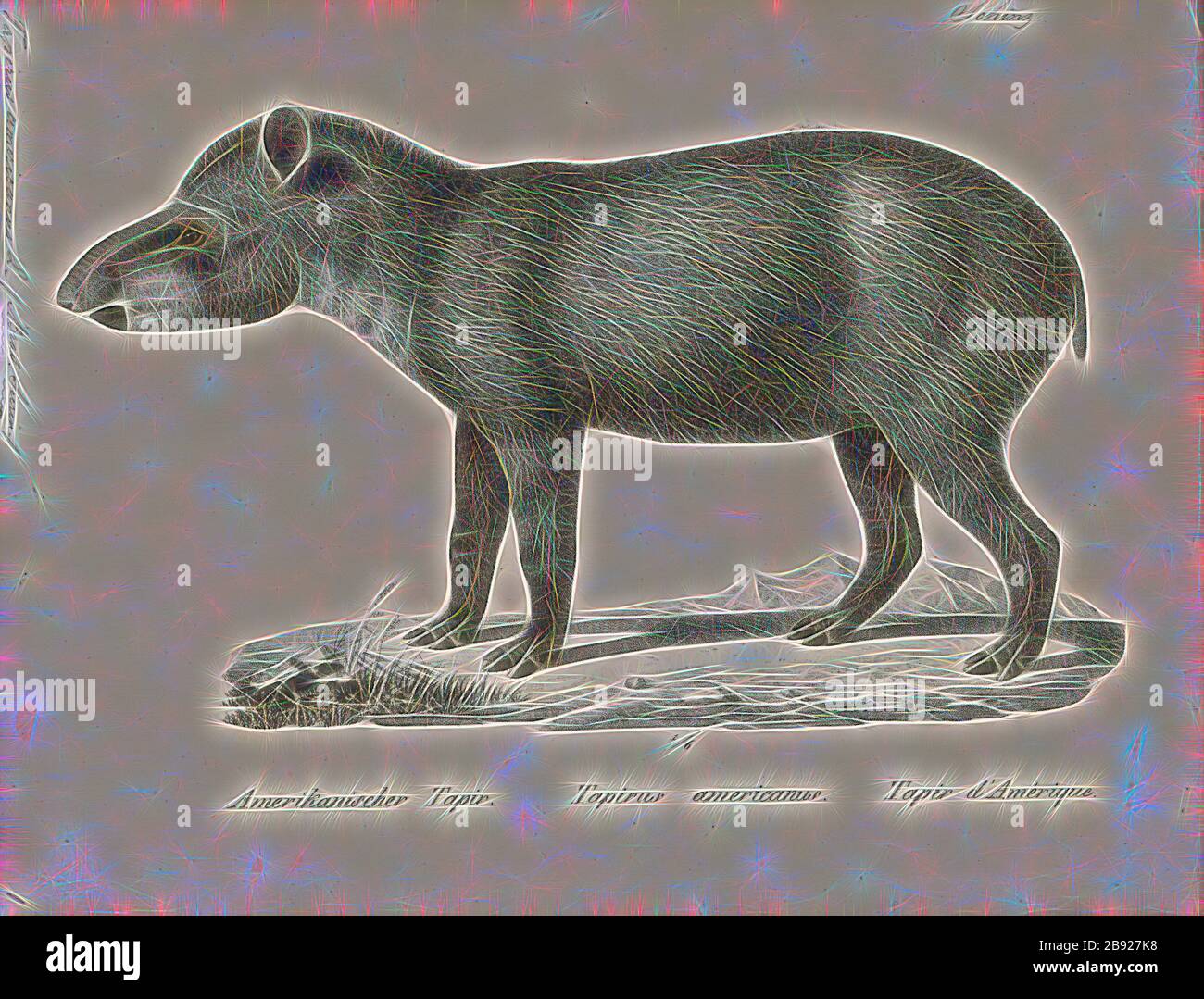 Tapirs inhabit jungle hi-res stock photography and images - Alamy