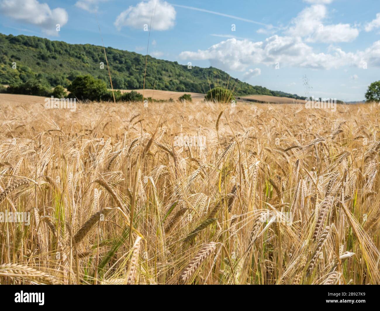 Wheat field, Kent. A rural English countryside scene in the Garden of ...