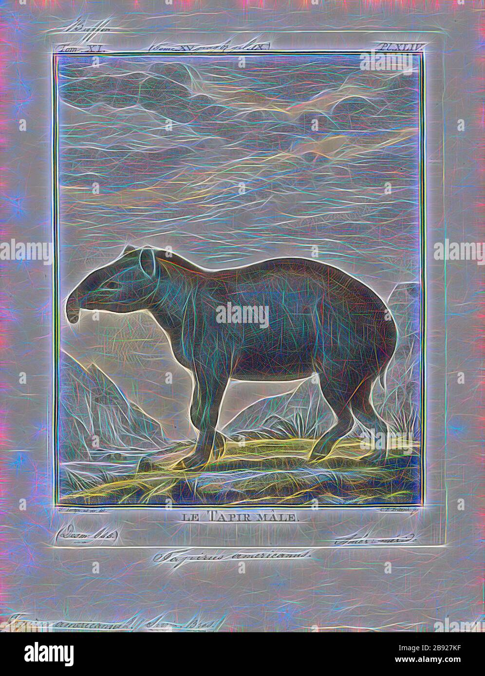 Tapirus americanus, Print, A tapir is a large, herbivorous mammal ...