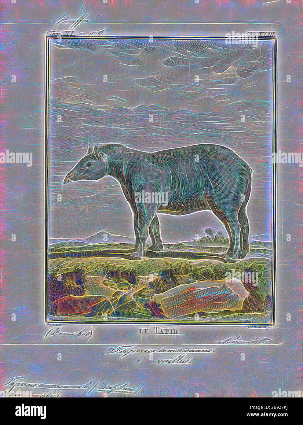 Tapirus americanus, Print, A tapir is a large, herbivorous mammal ...