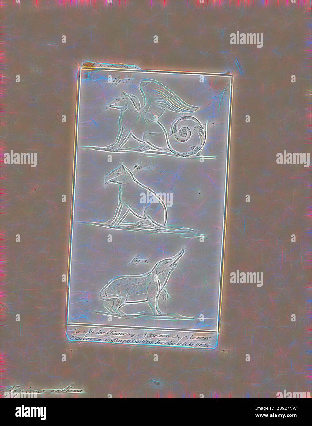 Indian tapir hi-res stock photography and images - Alamy