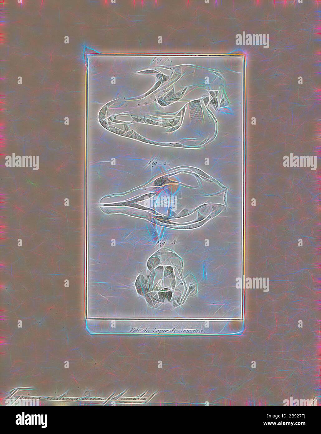 Asiatic tapir malayan tapir tapirus hi-res stock photography and images ...