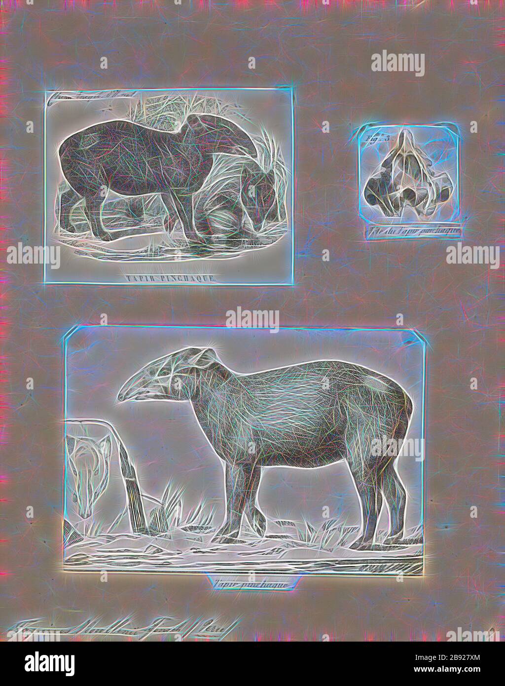 Tapirus roulinii, Print, A tapir is a large, herbivorous mammal ...