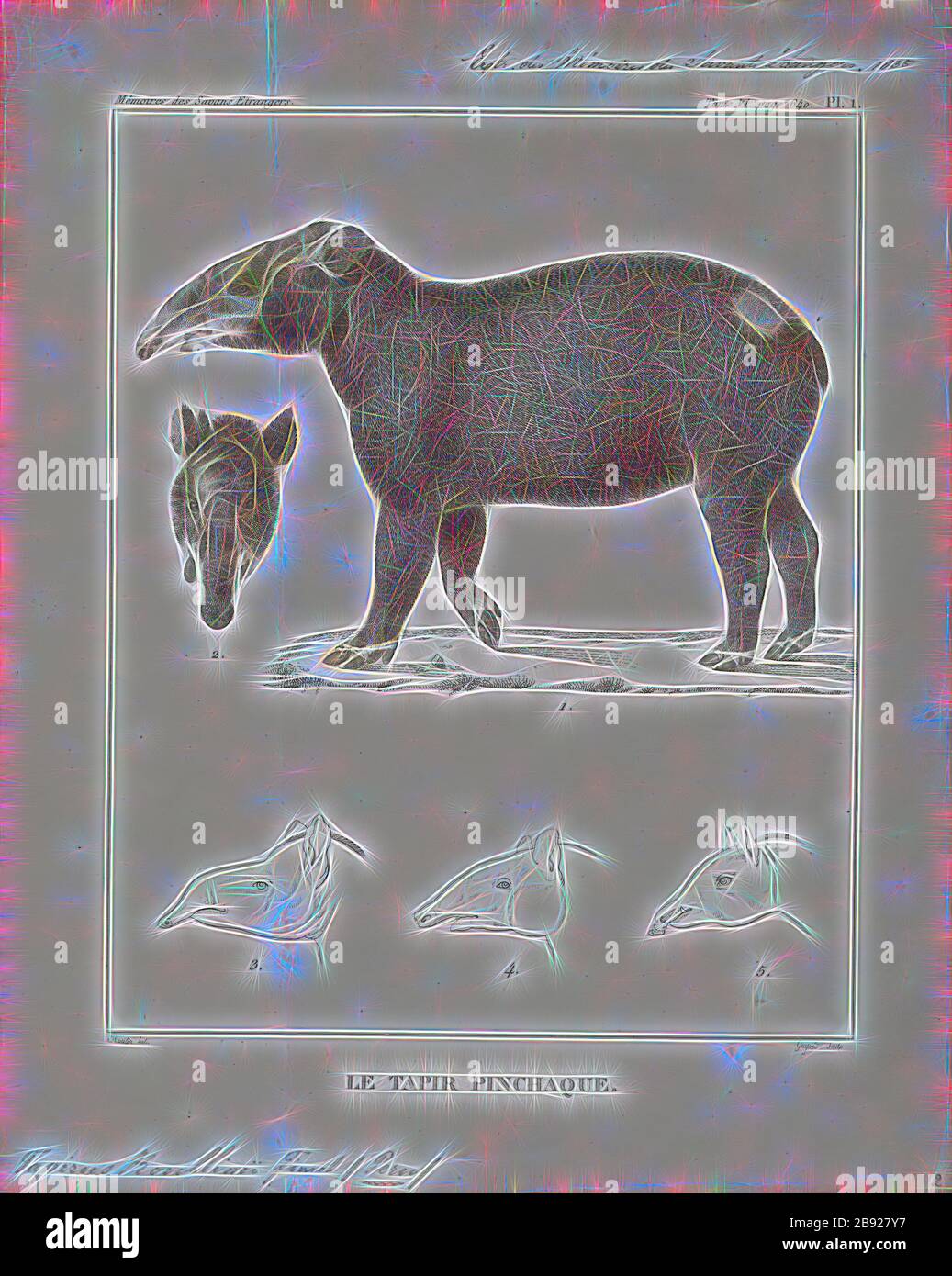 Tapirus roulinii, Print, A tapir is a large, herbivorous mammal ...